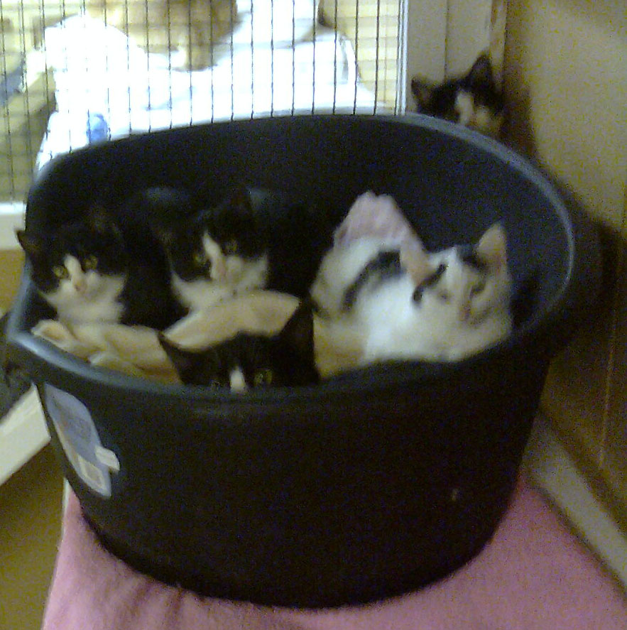 Nyt kummituttaa | Kissakoti Kattila