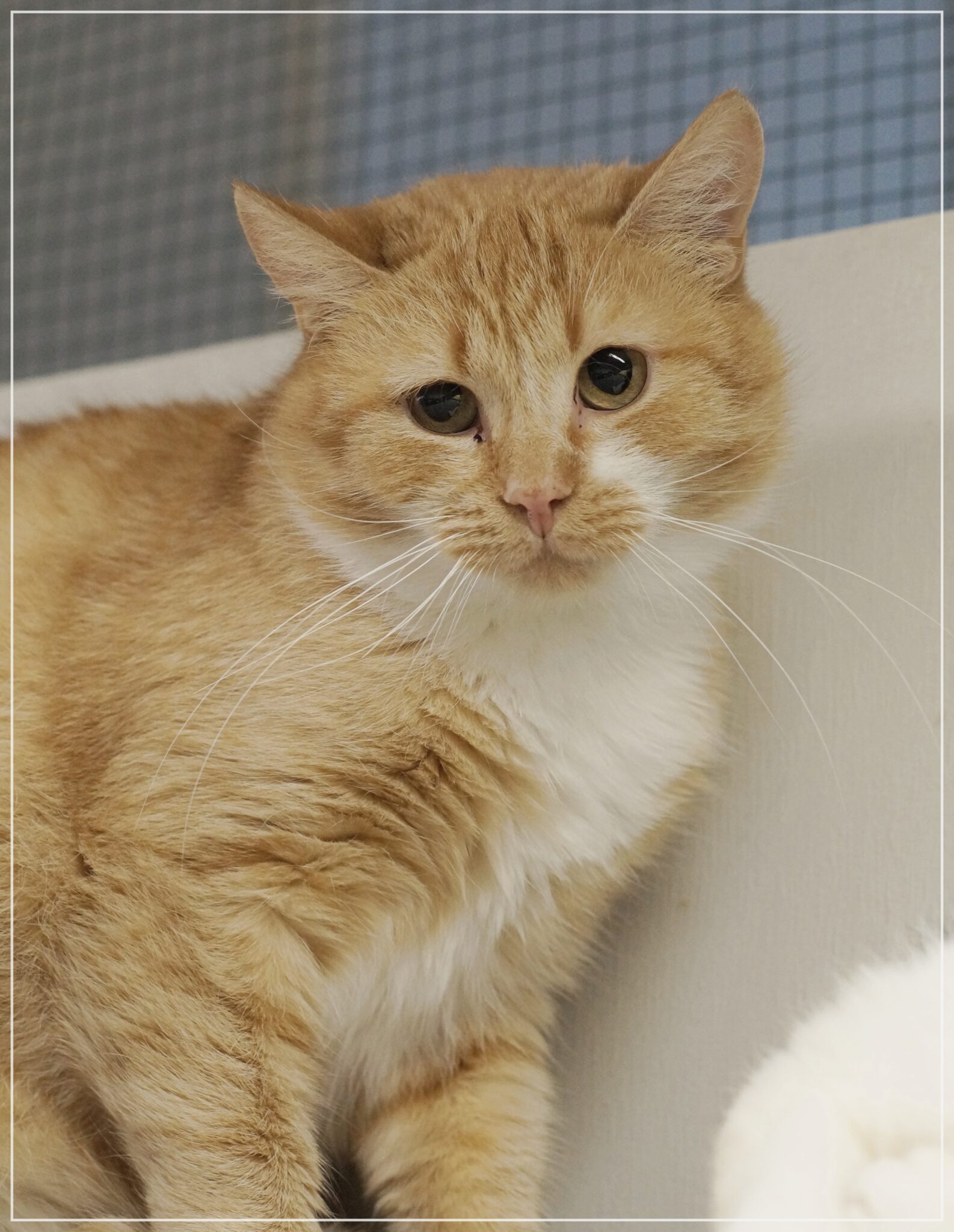 Kotia etsivät kissat | Kissakoti Kattila