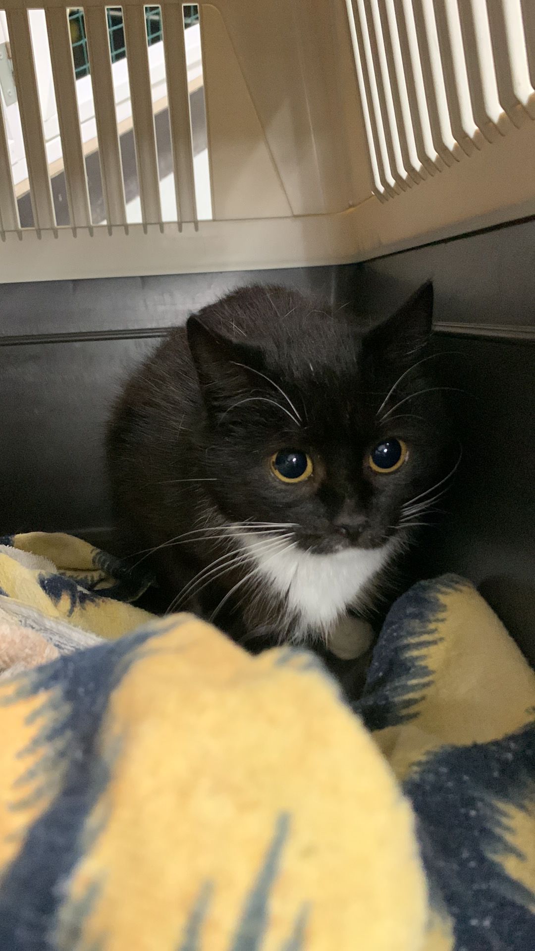 Kotia etsivät kissat | Kissakoti Kattila