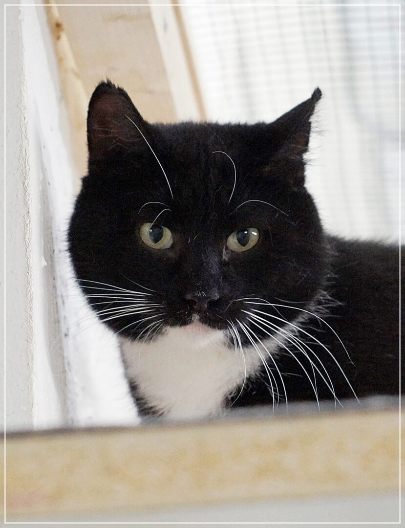 Kotia etsivät kissat | Kissakoti Kattila