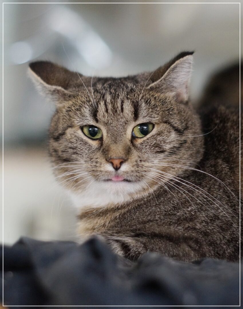 Kotia etsivät kissat | Kissakoti Kattila