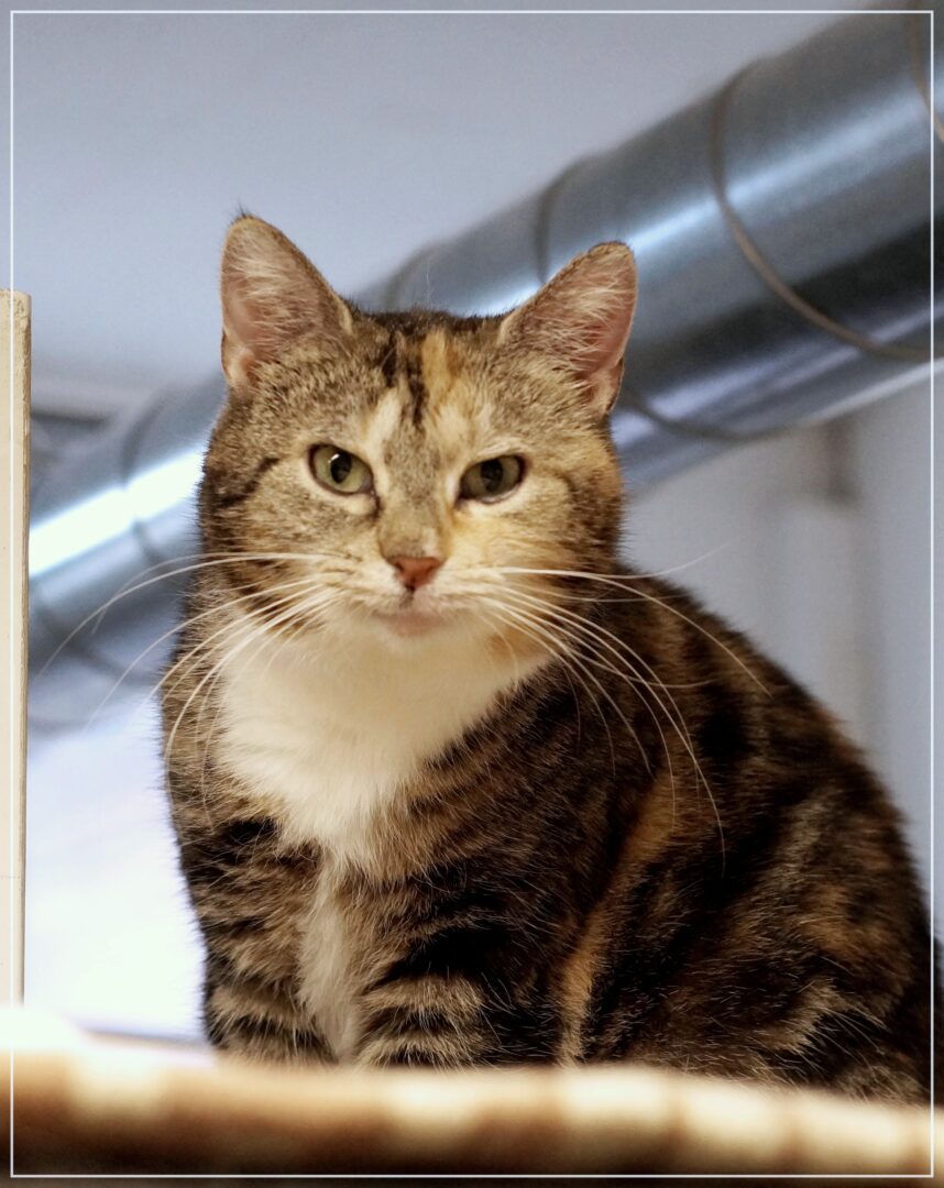 Kotia etsivät kissat | Kissakoti Kattila