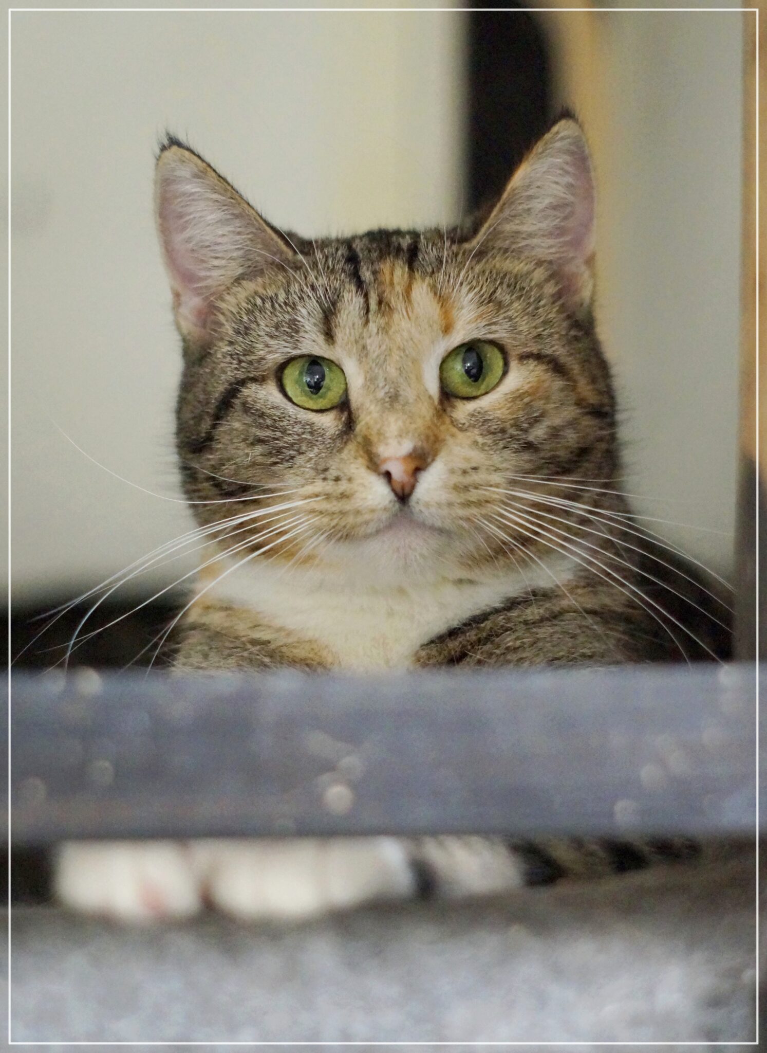 Kotia etsivät kissat | Kissakoti Kattila