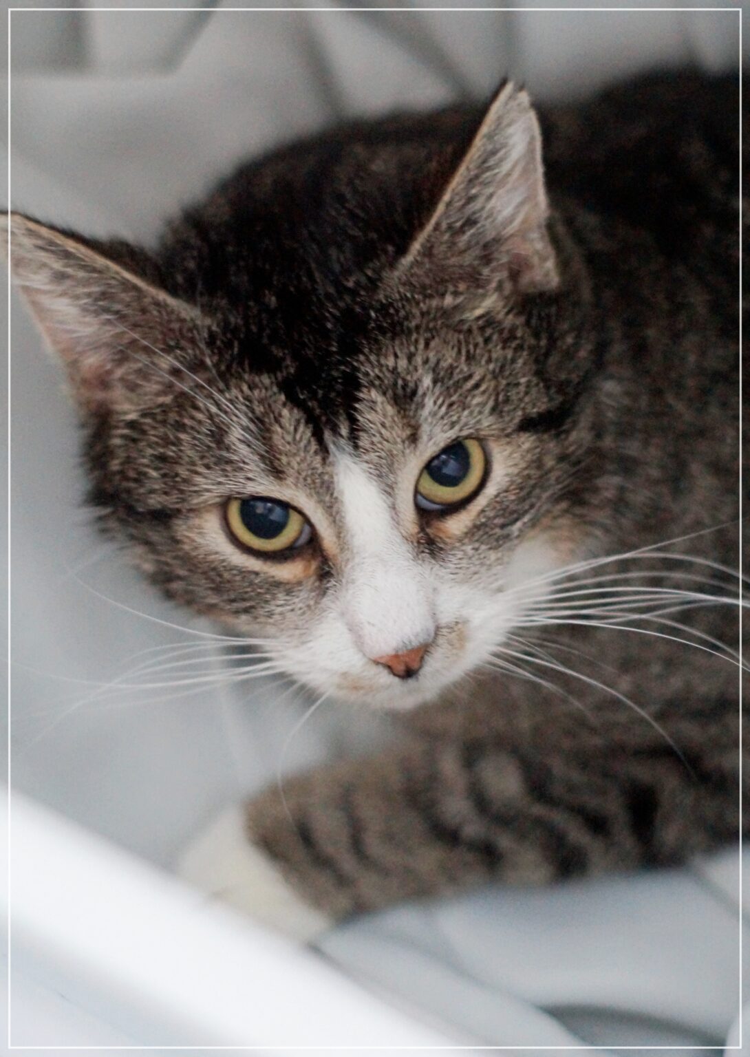 Kotia etsivät kissat | Kissakoti Kattila