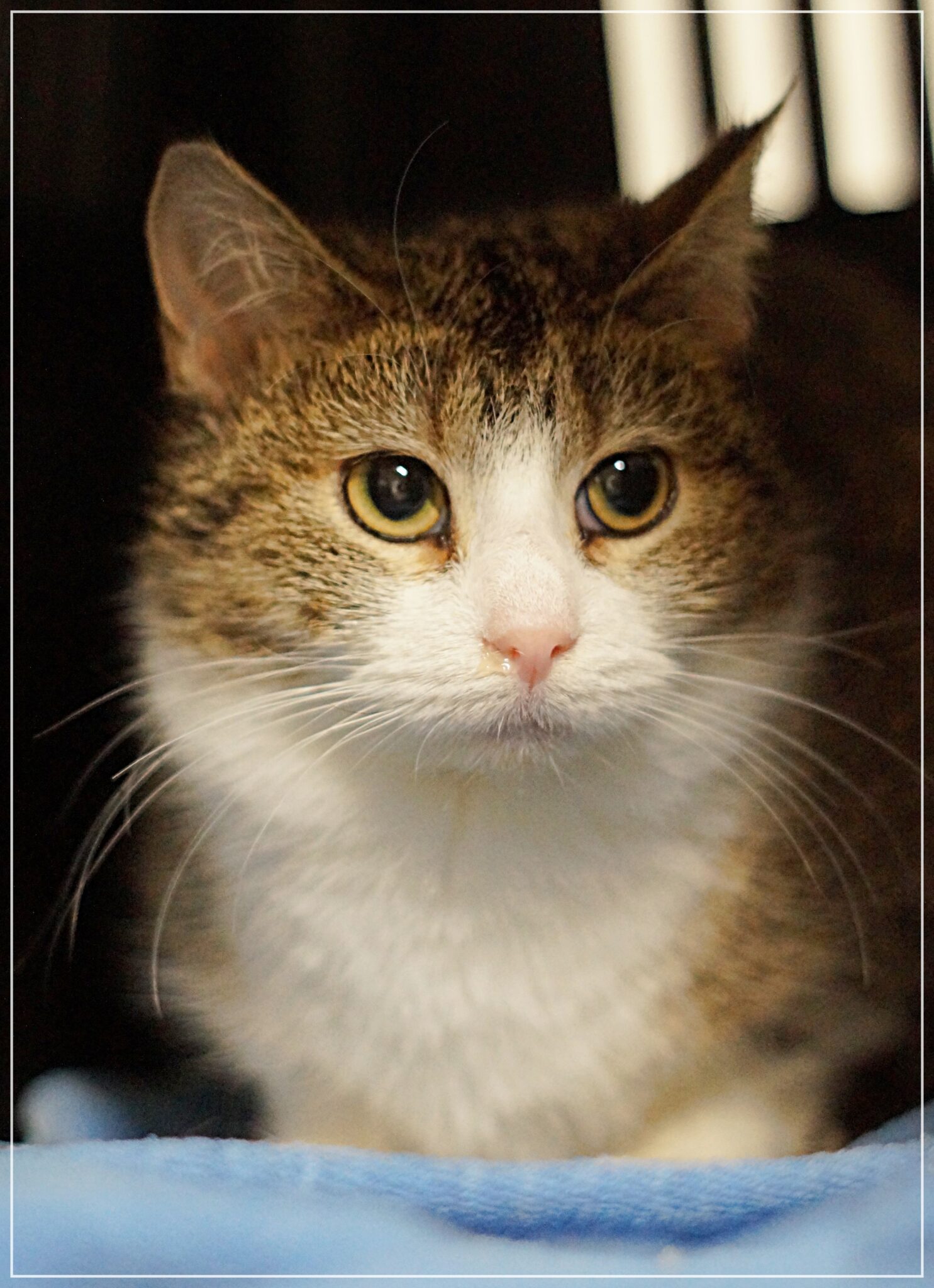 Kotia etsivät kissat | Kissakoti Kattila