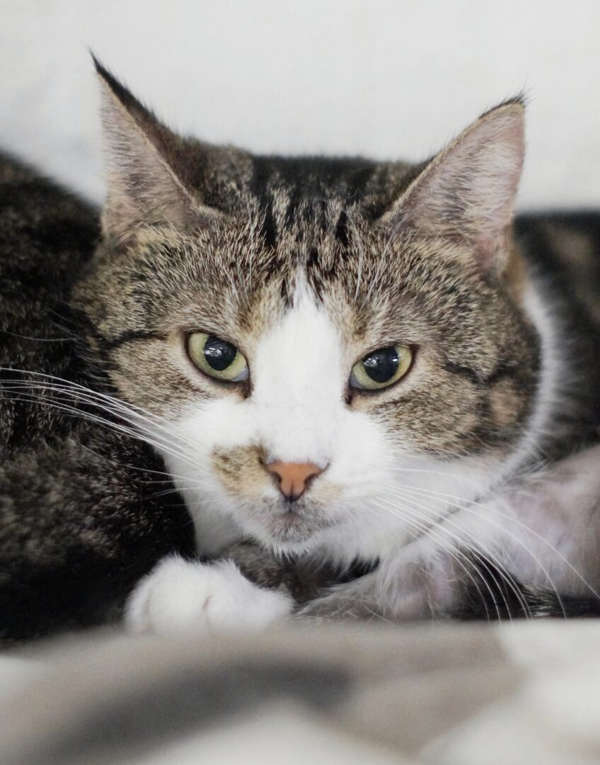 Kotia etsivät kissat | Kissakoti Kattila