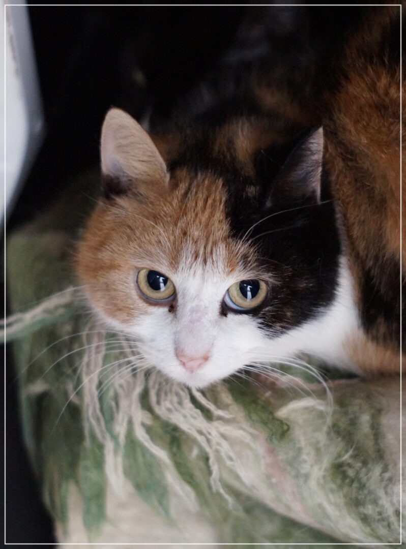 Kotia etsivät kissat | Kissakoti Kattila