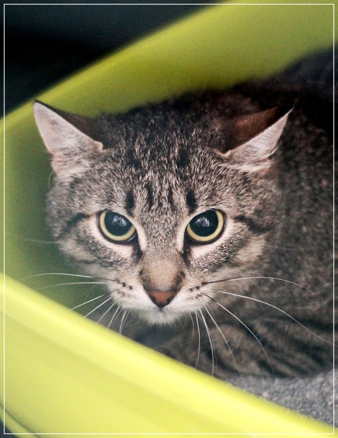 Kotia etsivät kissat | Kissakoti Kattila