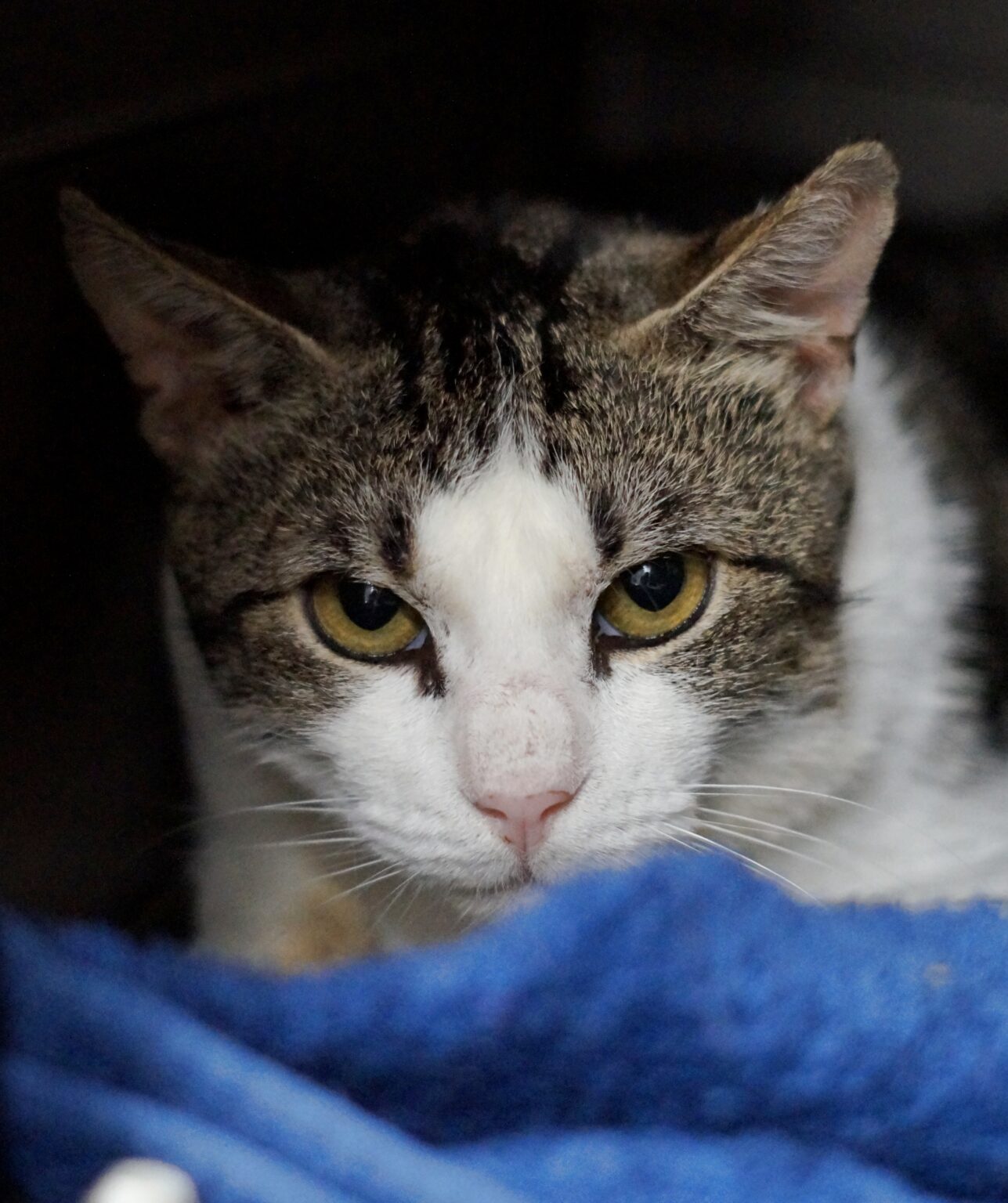 Kotia etsivät kissat | Kissakoti Kattila