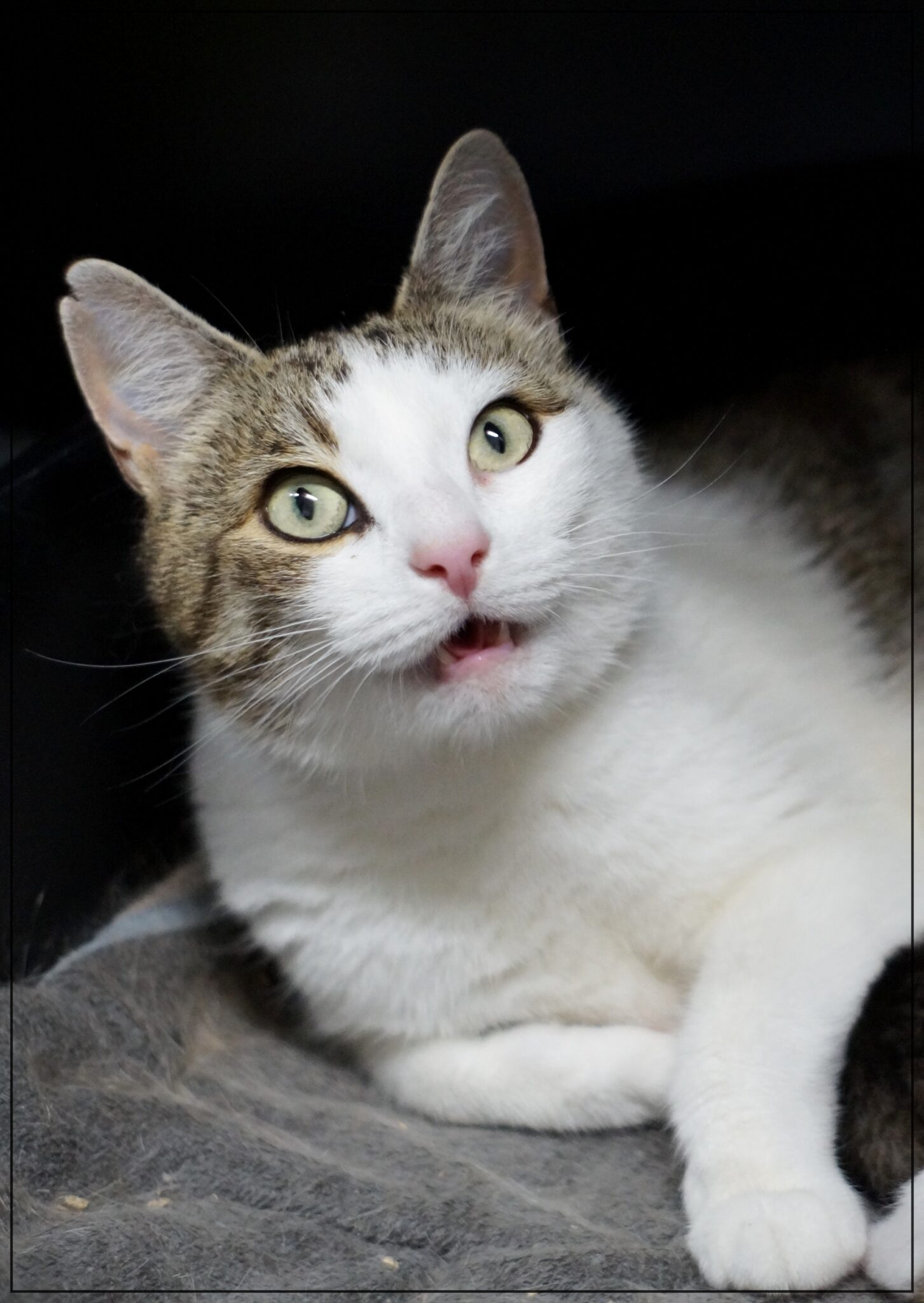 Kotia etsivät kissat | Kissakoti Kattila