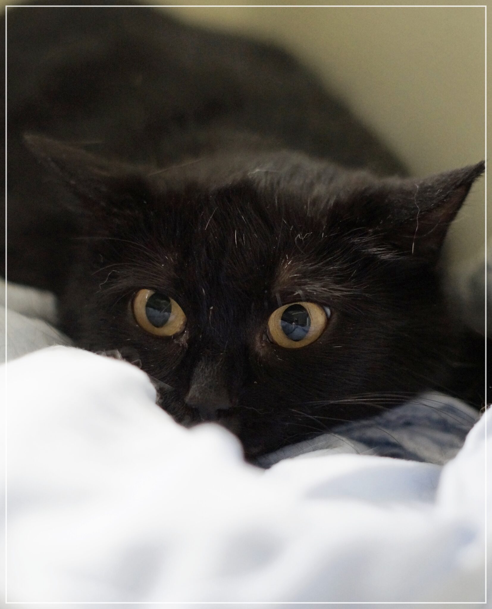 Kotia etsivät kissat | Kissakoti Kattila