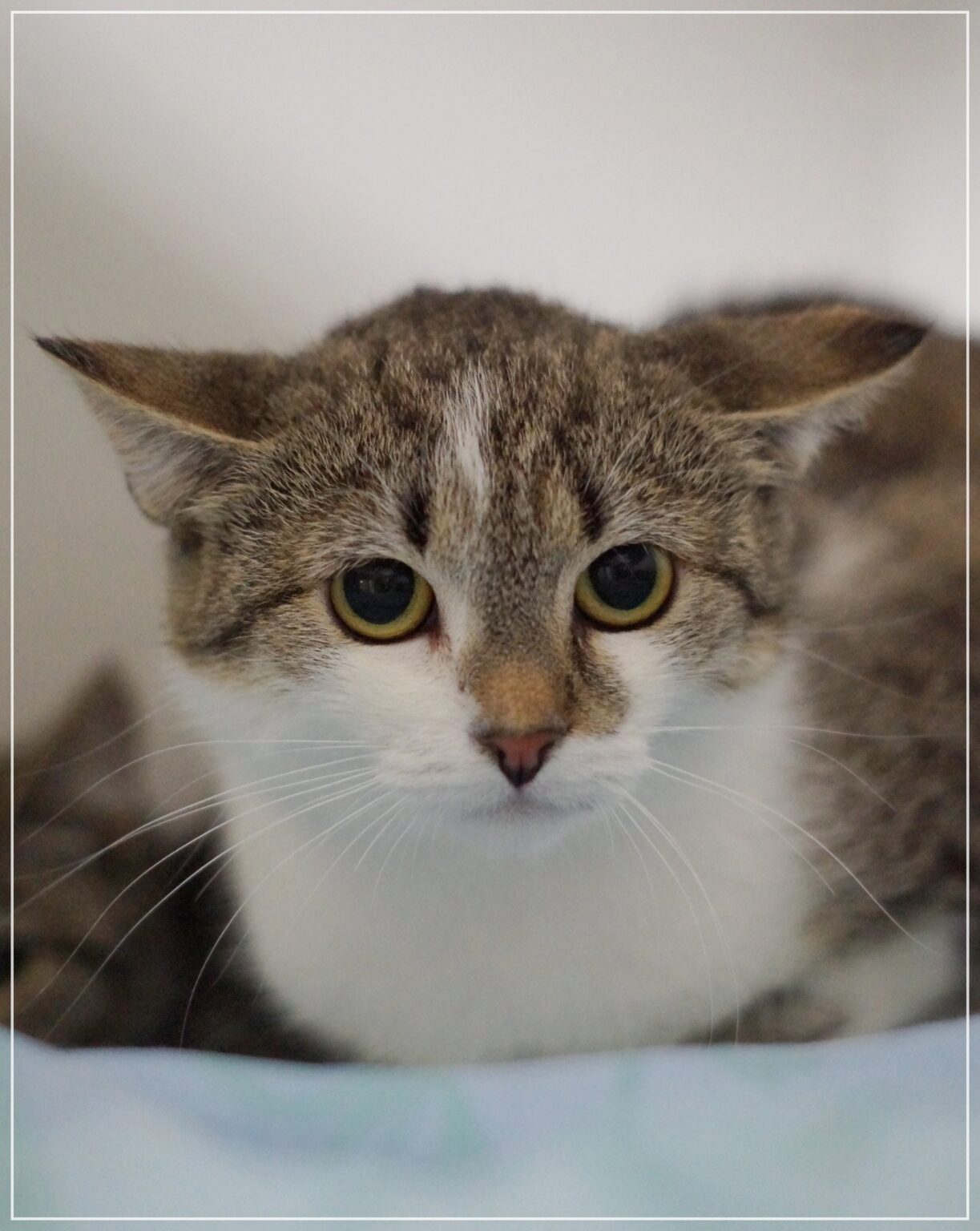 Kotia etsivät kissat | Kissakoti Kattila