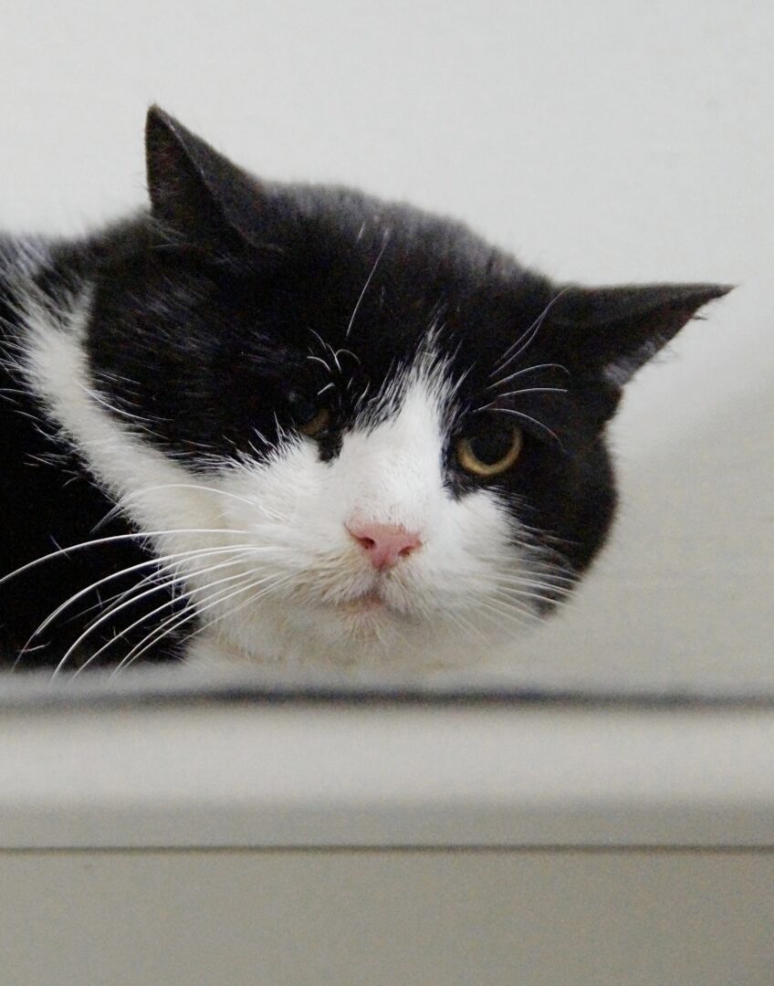 Kotia etsivät kissat | Kissakoti Kattila