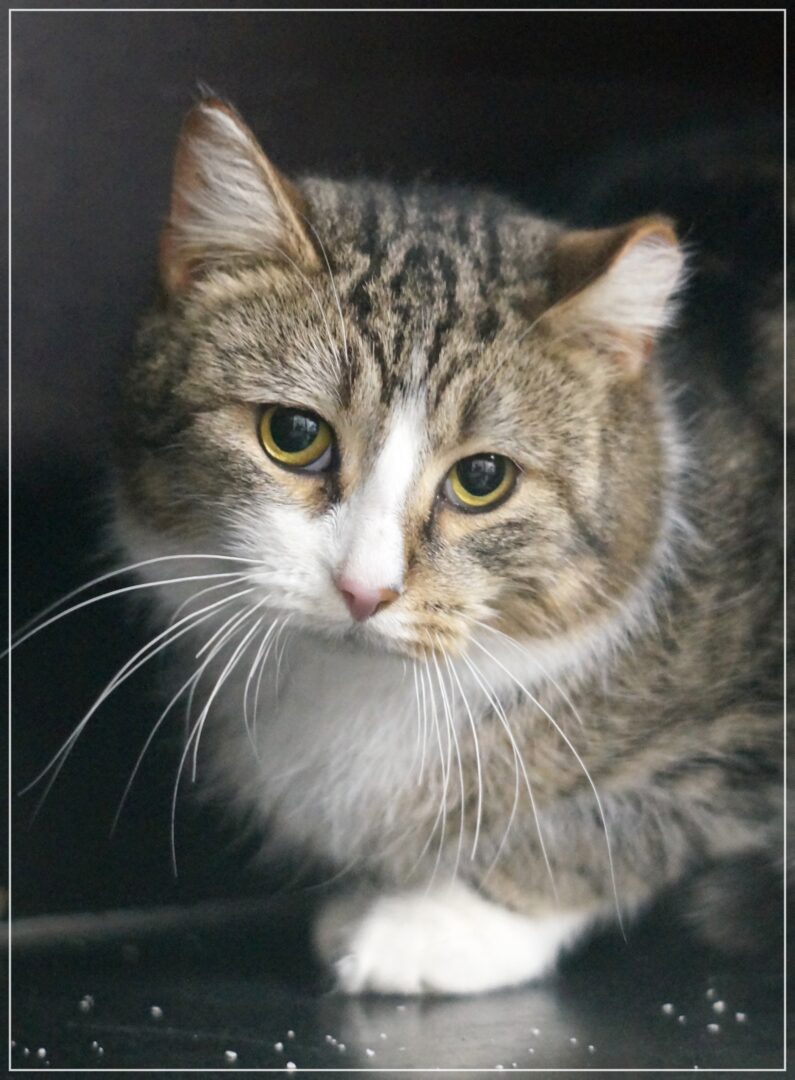 Kotia etsivät kissat | Kissakoti Kattila