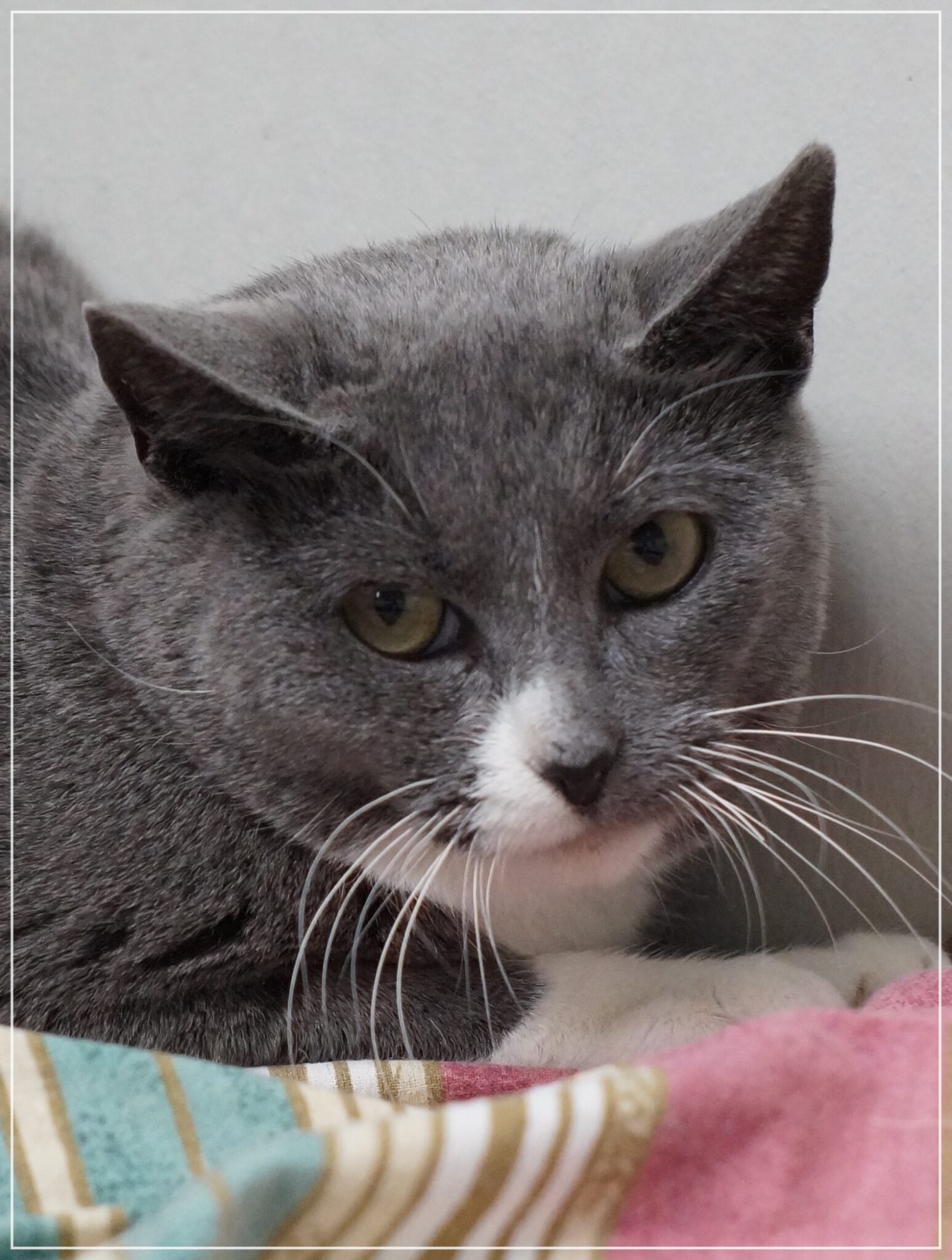 Kotia etsivät kissat | Kissakoti Kattila