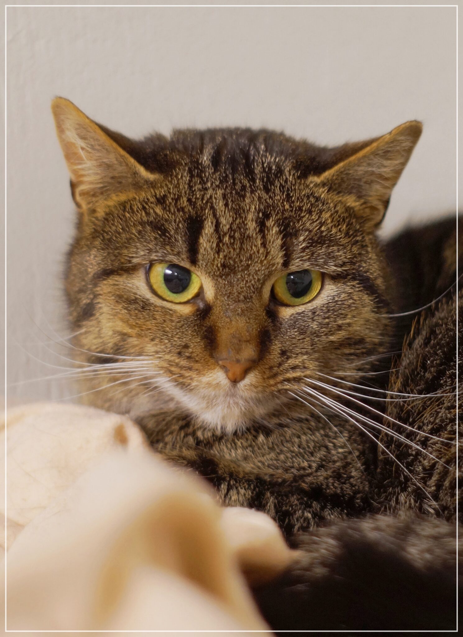 Kotia etsivät kissat | Kissakoti Kattila