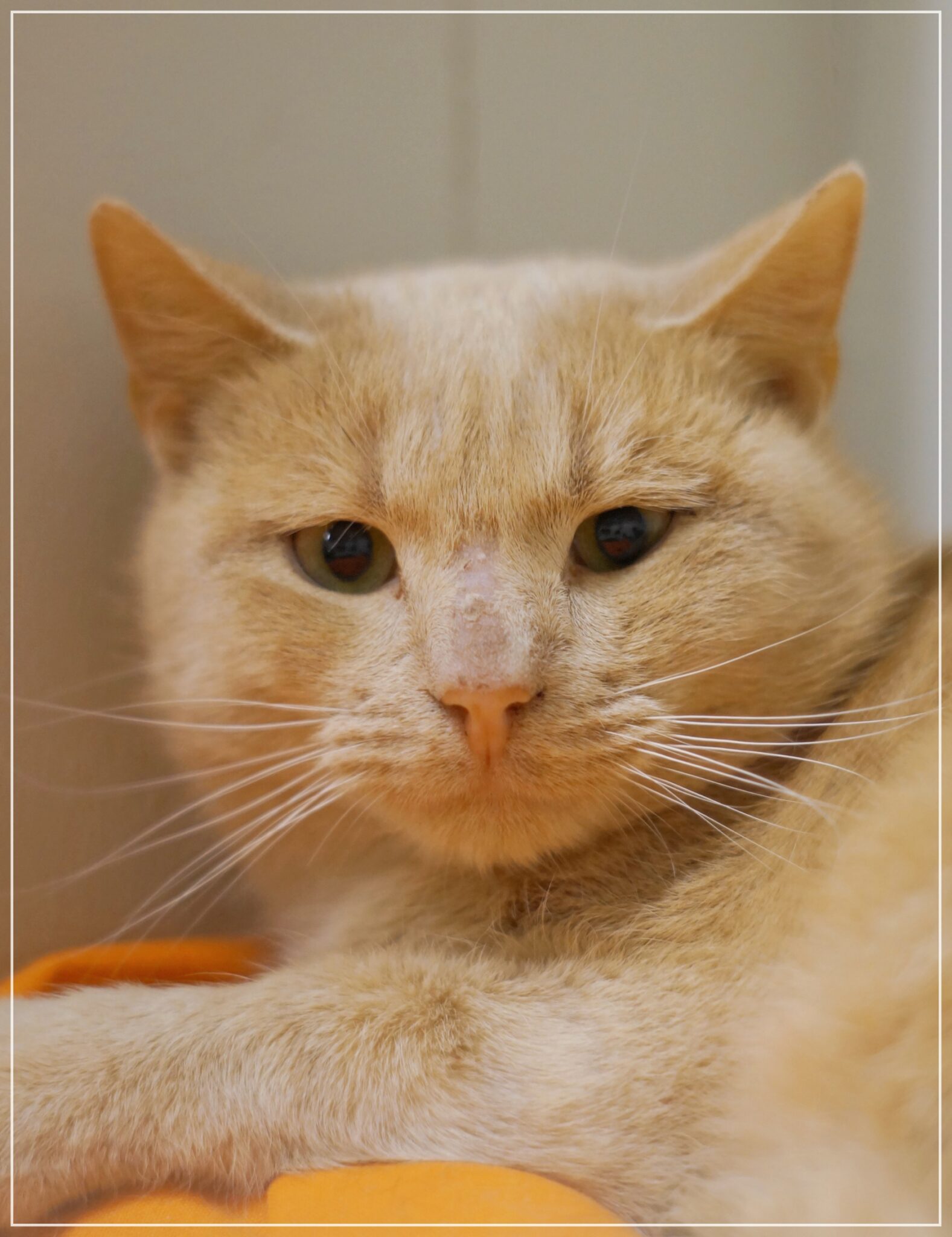 Kotia etsivät kissat | Kissakoti Kattila